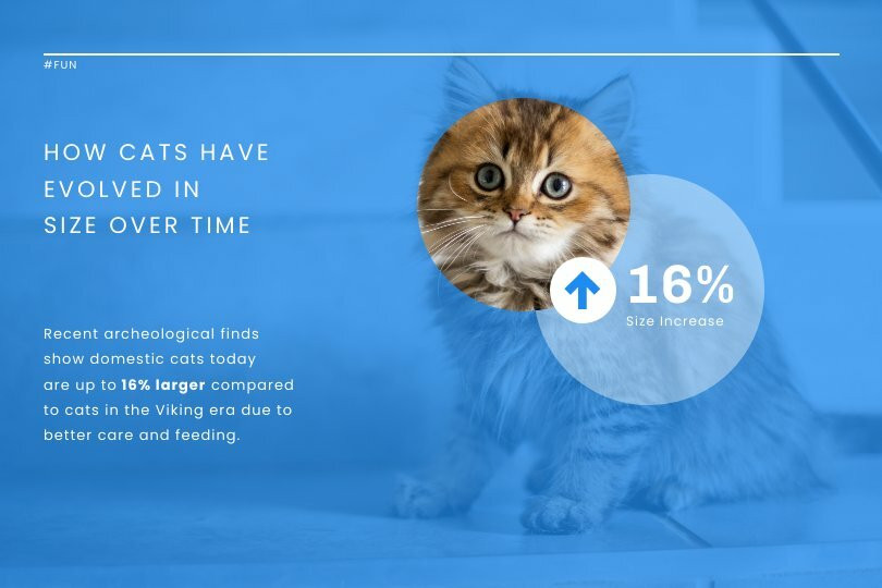 Cat’s Evolution | Free Posters Template - Piktochart